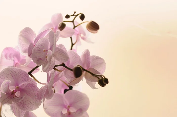 Las 10 Flores Más Hermosas Las 10 Flores Mas Hermosas De Primavera